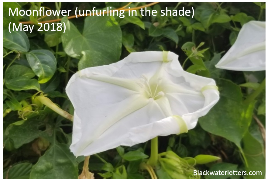 The Moonflowers of Florida