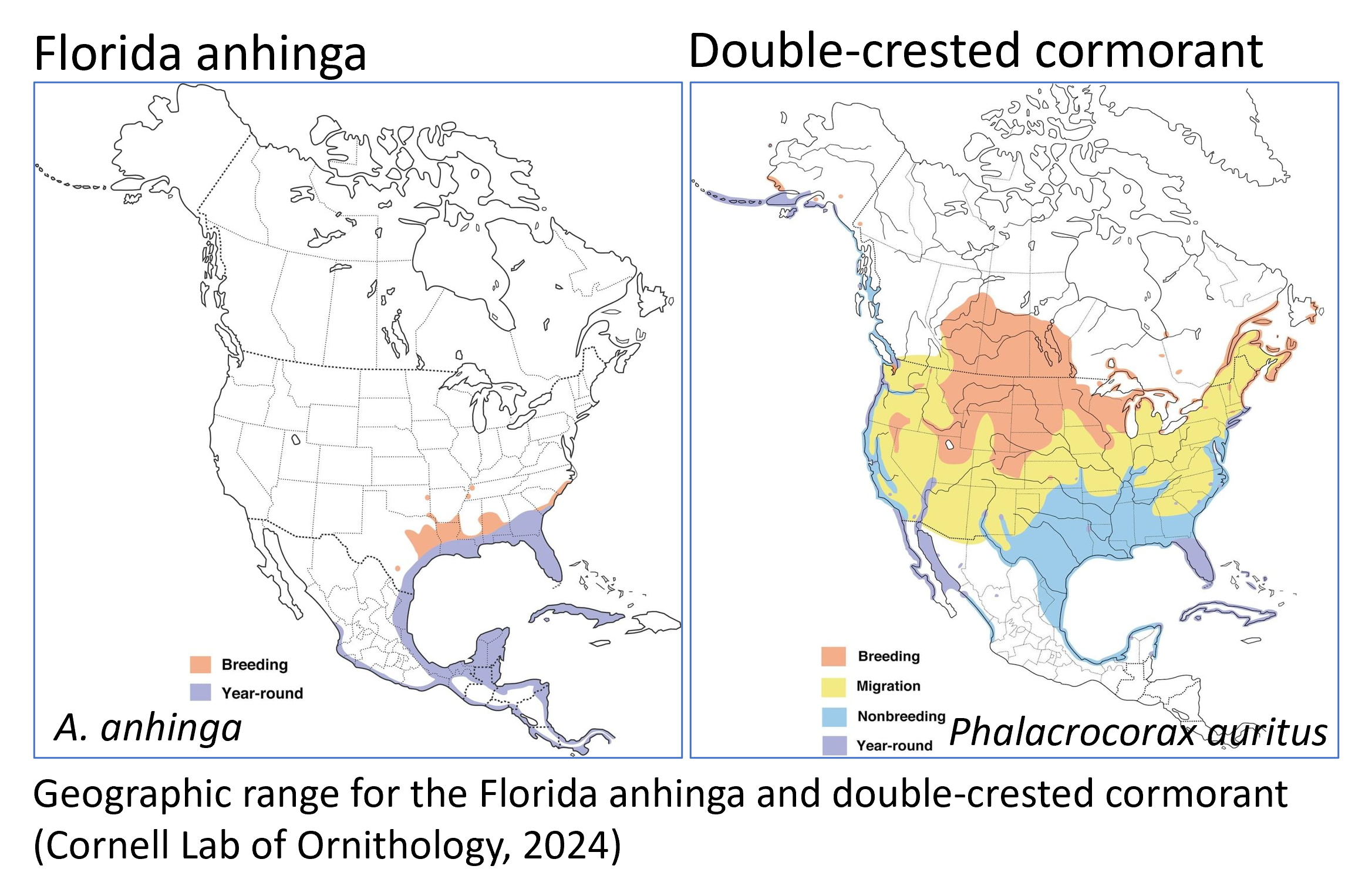 The Two Terrors: Hunt of the Anhinga and Cormorant